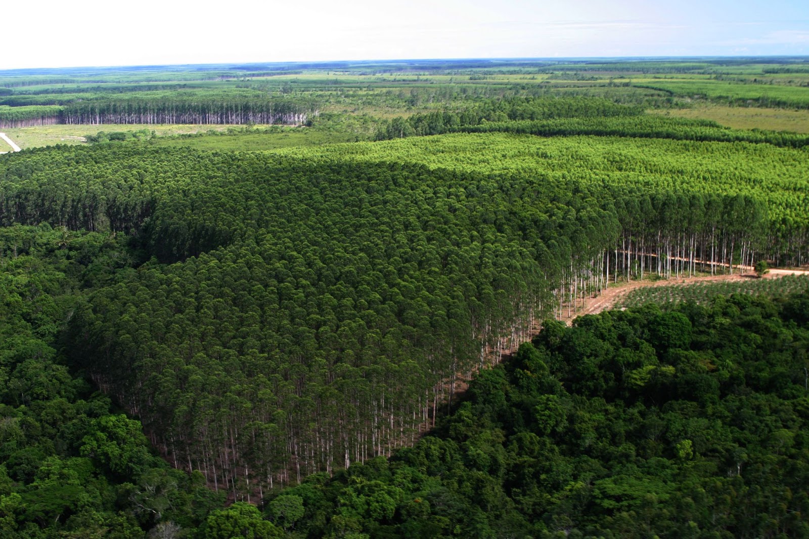 Áreas de reflorestamento somam um milhão de hectares em Santa Catarina ...